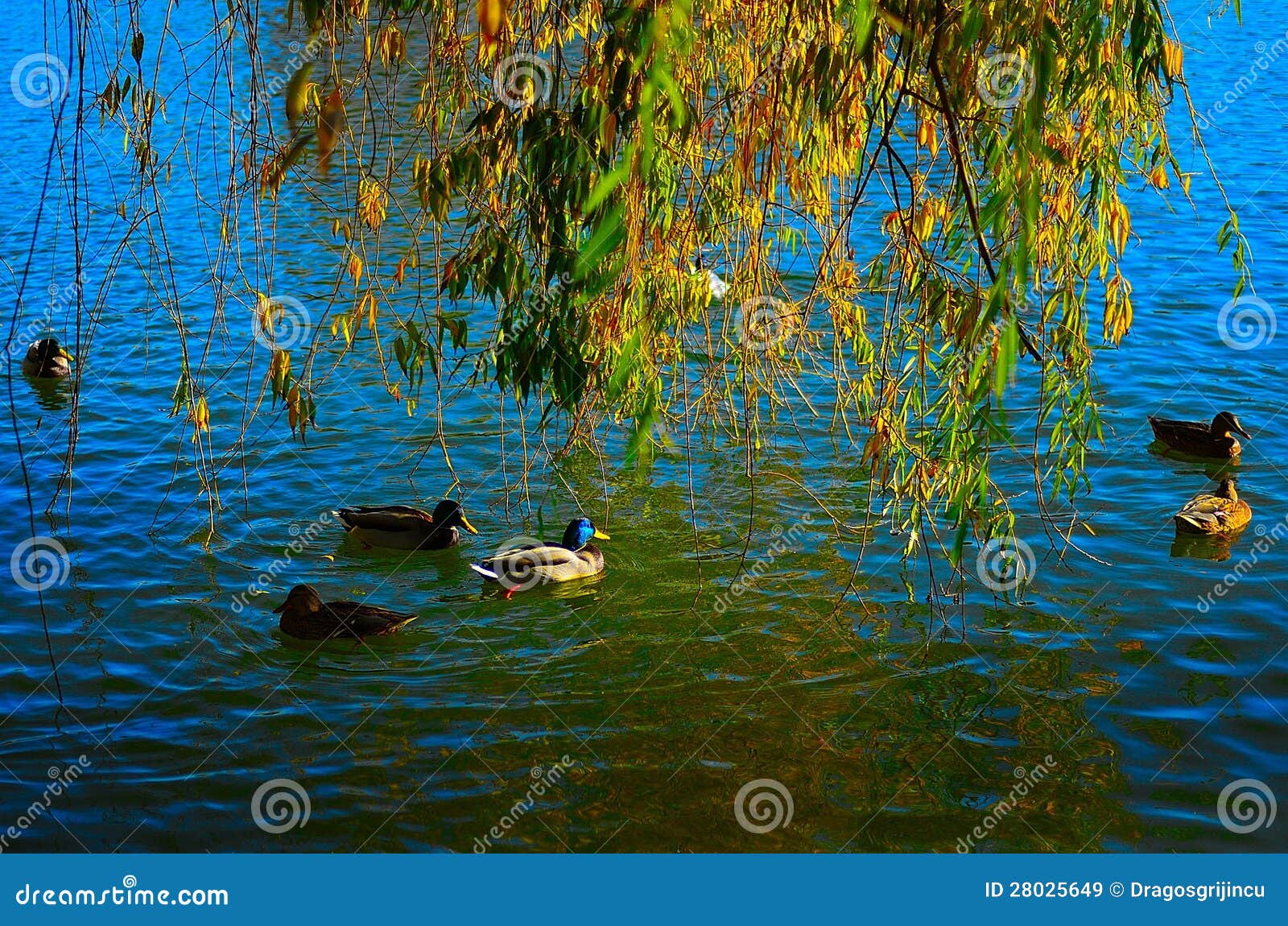 Patos no lago imagem de stock. Imagem de patos, sunlight - 28025649