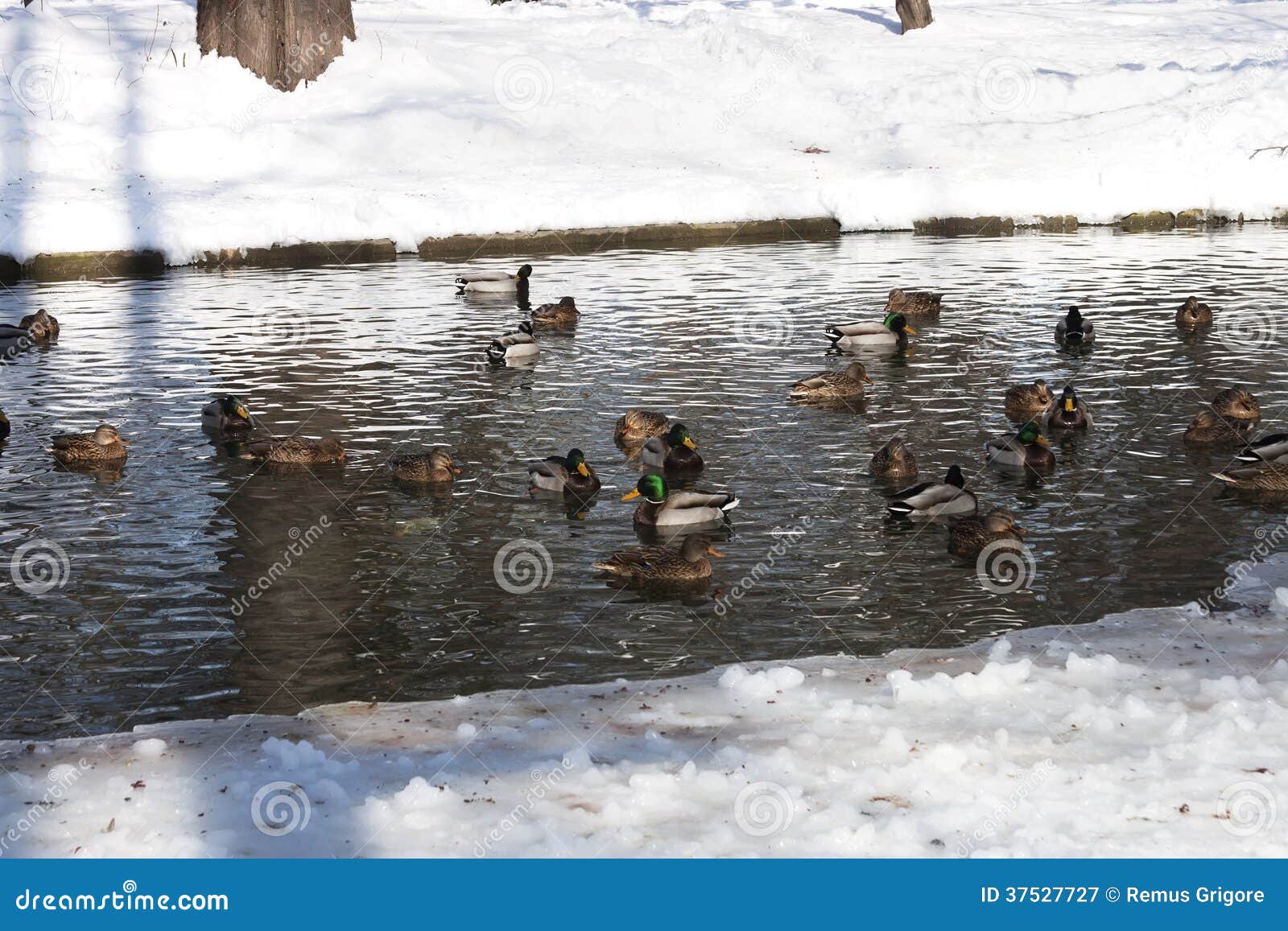 Patos no lago imagem de stock. Imagem de sazonal, elevado - 37527727