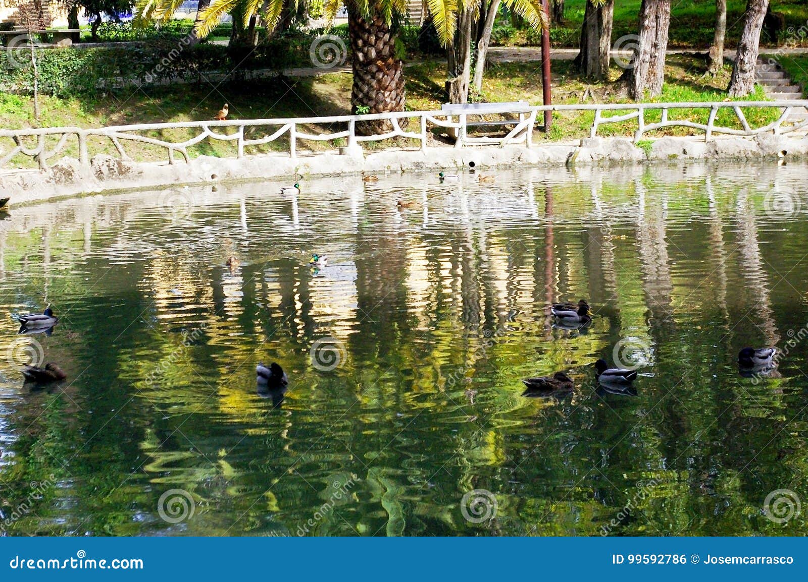 Patos no lago do jardim foto de stock. Imagem de outono - 99592786
