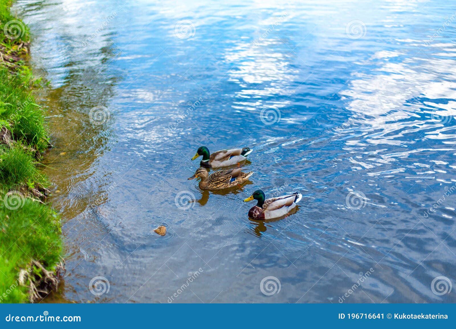 Patos No Lago No Parque Urbano Imagem de Stock - Imagem de lago, fofofo ...