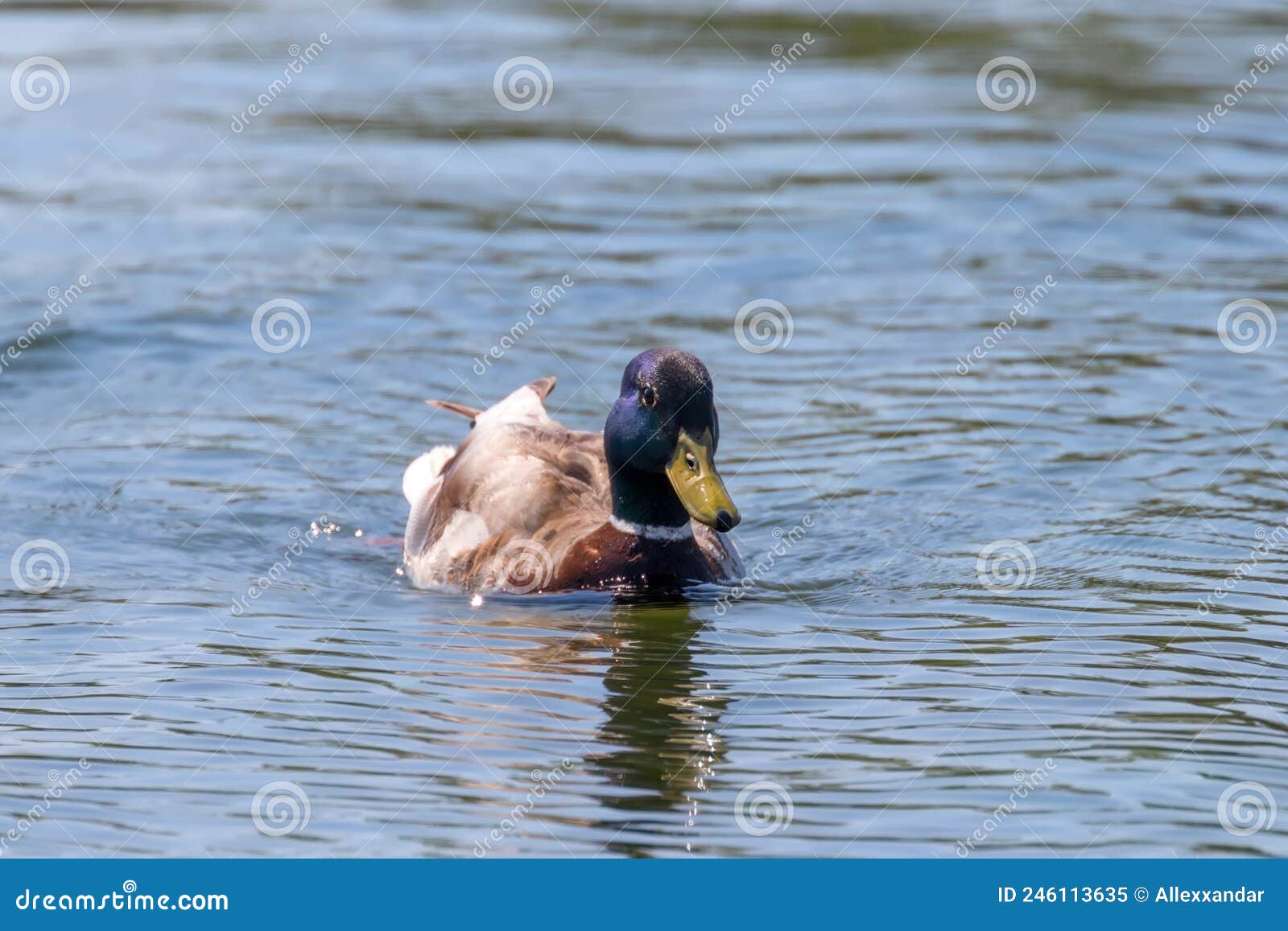 Patos-reais-do-campo. Pato Macho Imagem de Stock - Imagem de selvagem ...