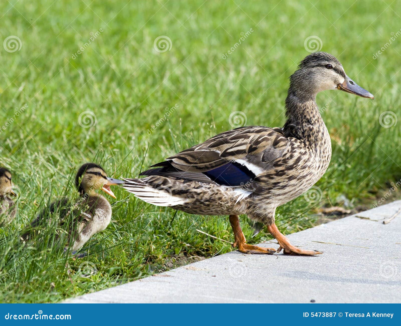 Patos silvestres imagen de archivo. Imagen de hembra, divertido - 5473887