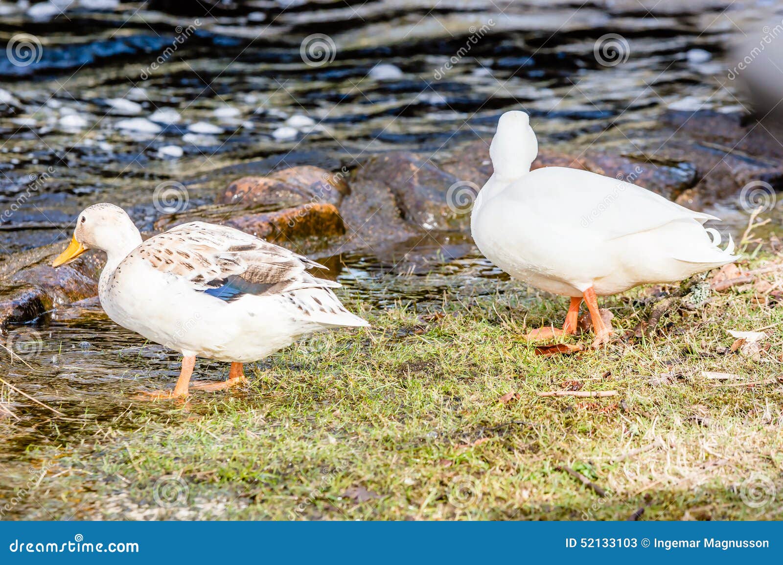 Patos silvestres blancos imagen de archivo. Imagen de salvaje - 52133103