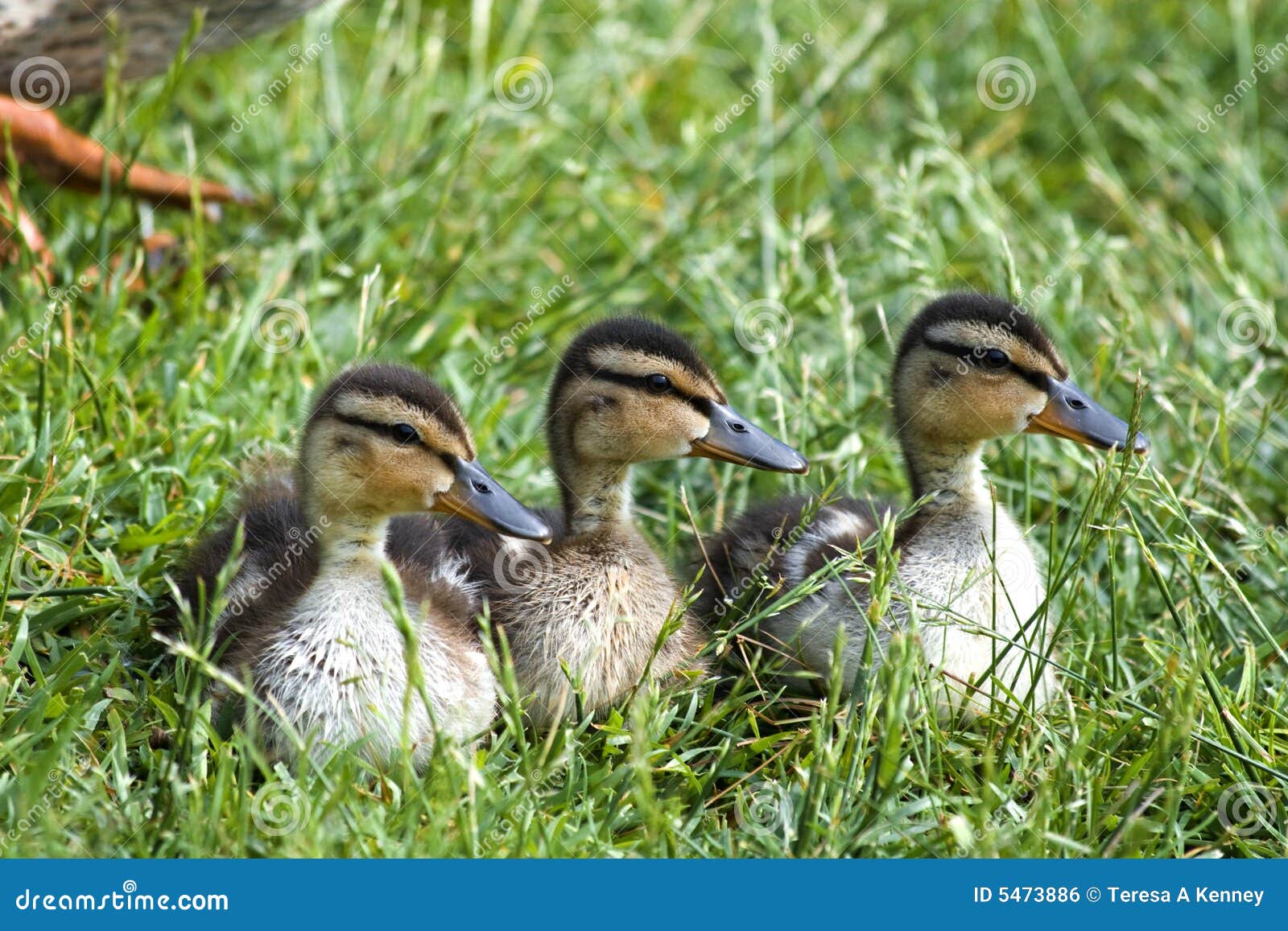 Patos silvestres del bebé foto de archivo. Imagen de tres - 5473886