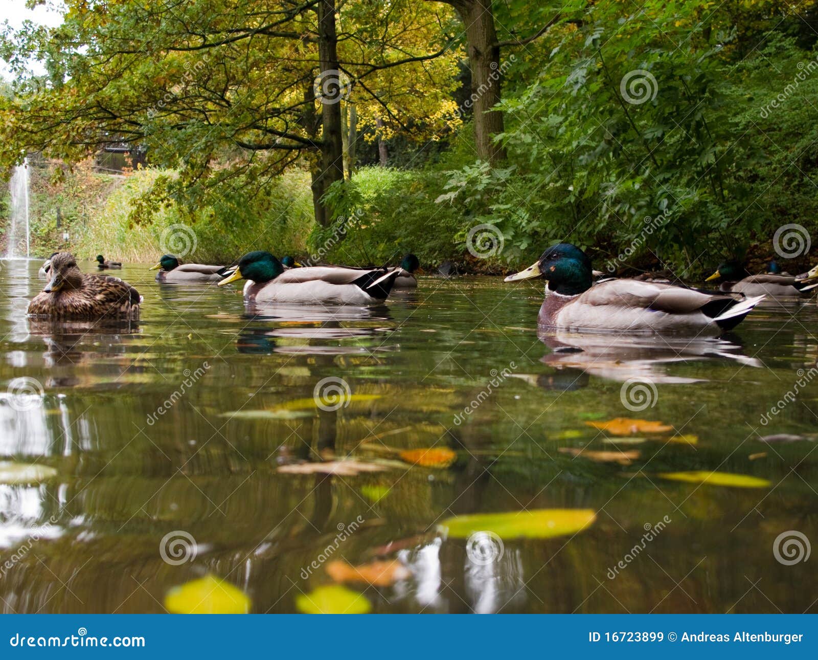 Patos Silvestres En El Lago Imagen de archivo - Imagen de nadada, lago ...