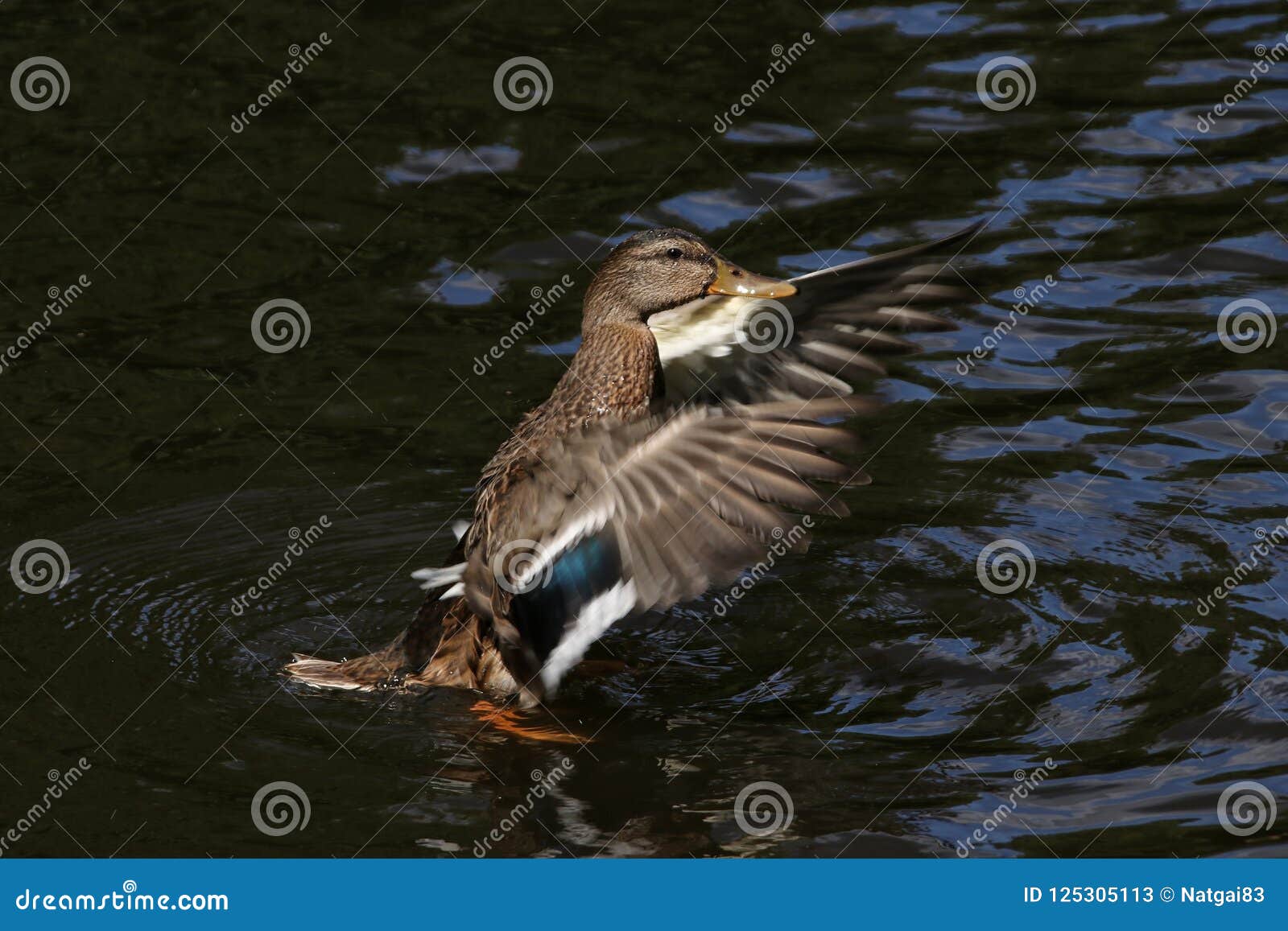 Patos Silvestres Migratorios Salvajes De Los Patos Imagen de archivo ...