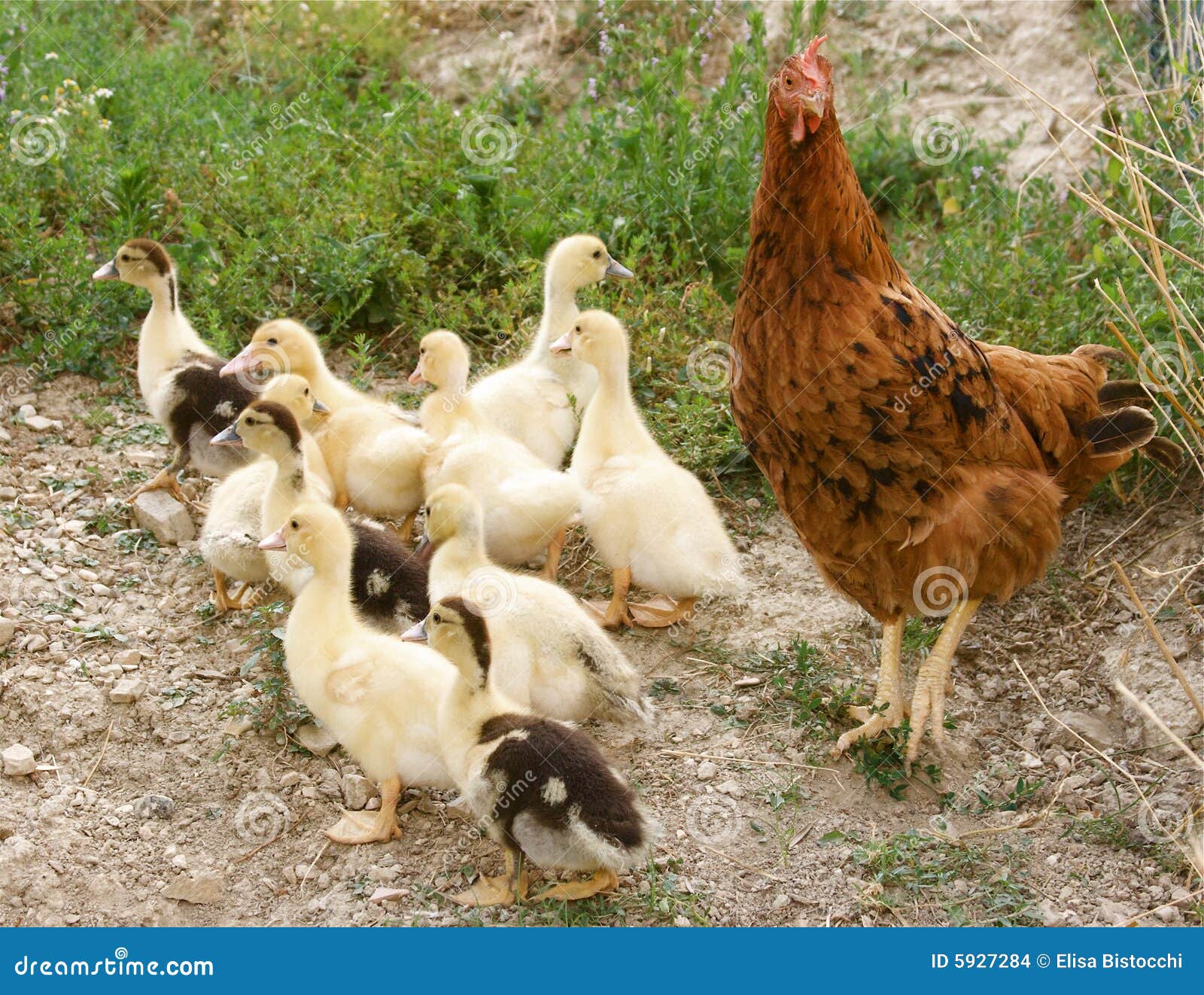 Patos y gallina del bebé foto de archivo. Imagen de ojos - 5927284