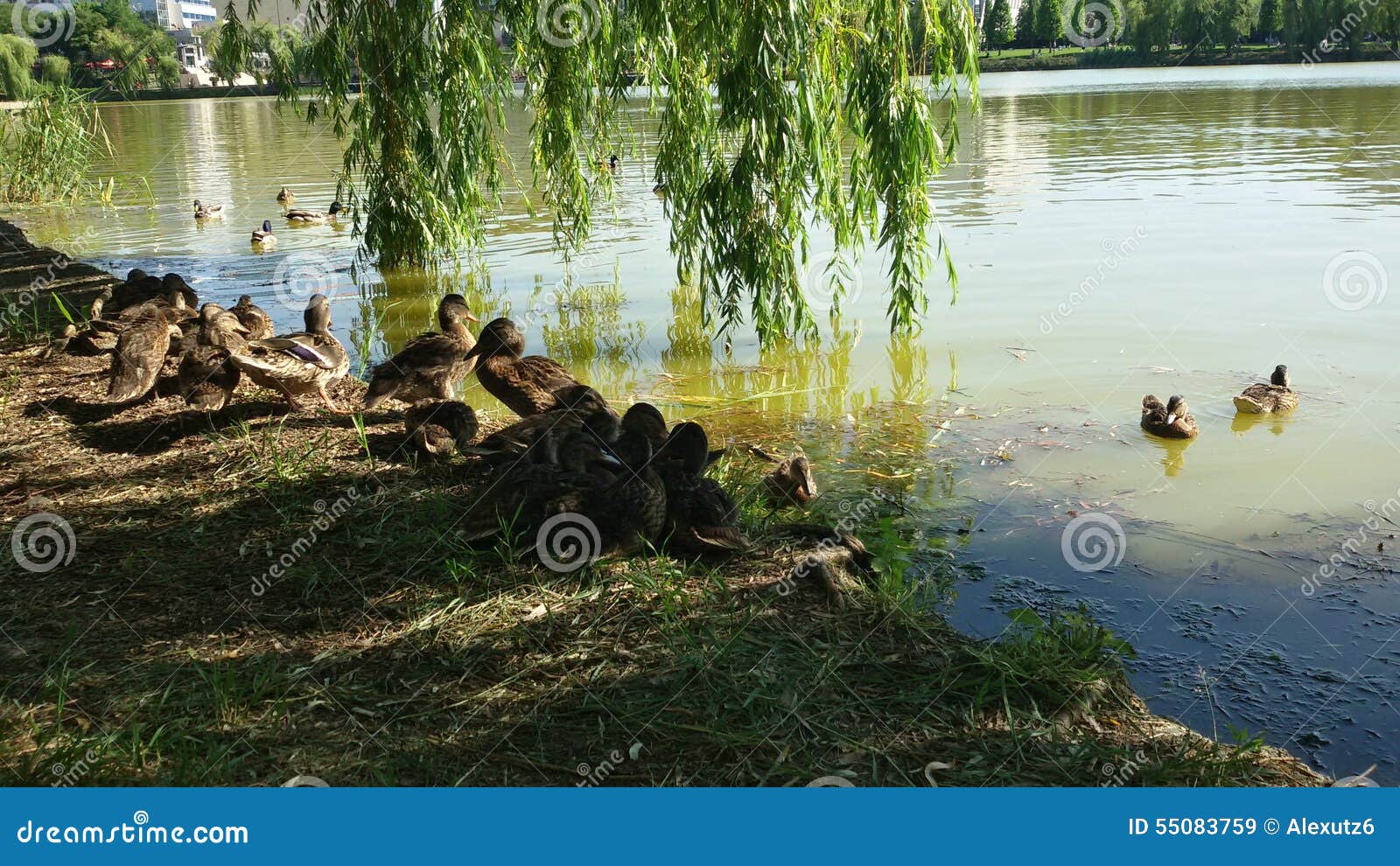 Patos y lago imagen de archivo. Imagen de looking, madre - 55083759