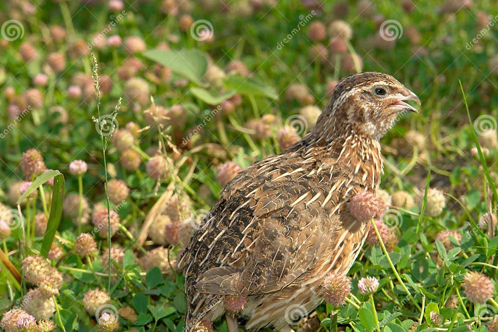 Patrijs stock afbeelding. Image of klein, mannetje, vogel - 10046485