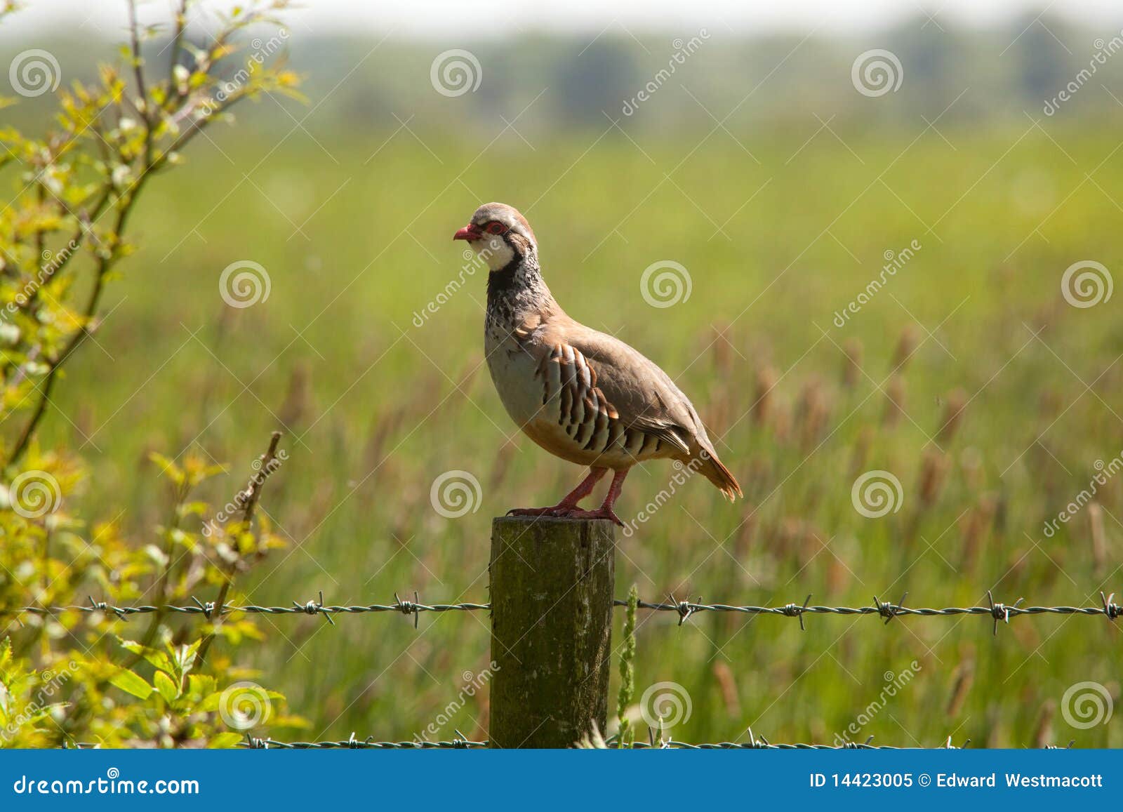 Patrijs met rode poten stock afbeelding. Image of neergestreken - 14423005