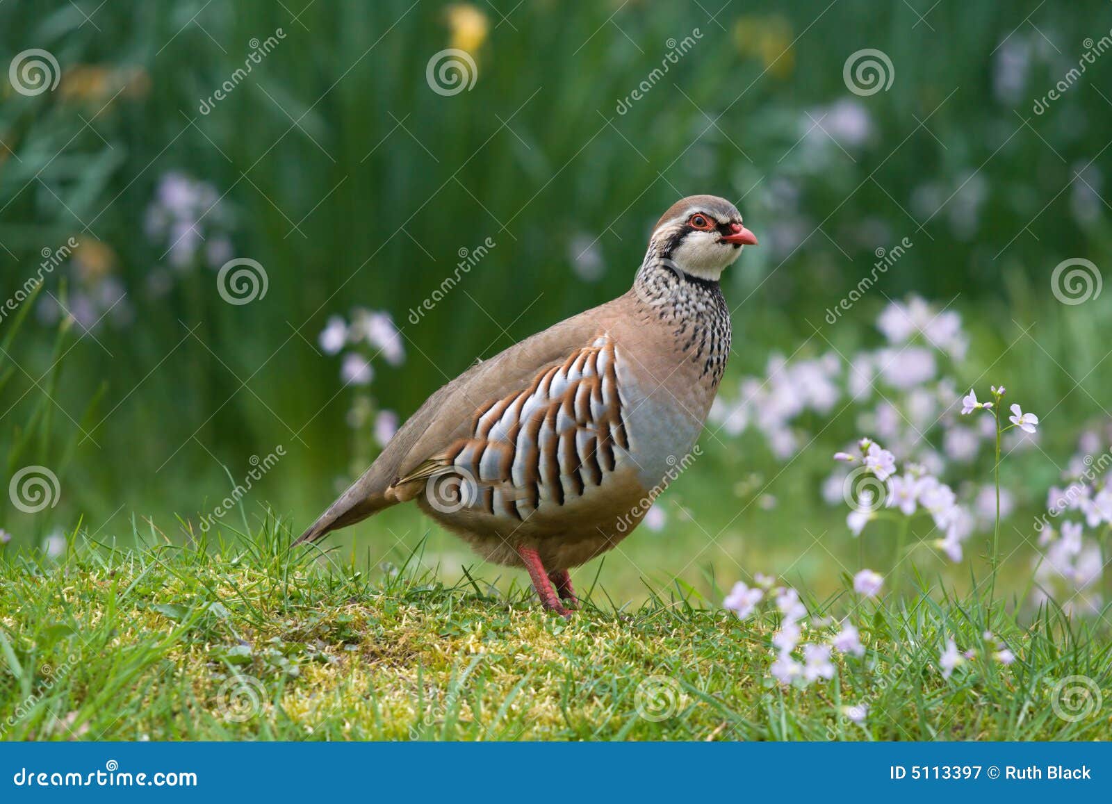 Patrijs met rode poten stock afbeelding. Image of bevederd - 5113397