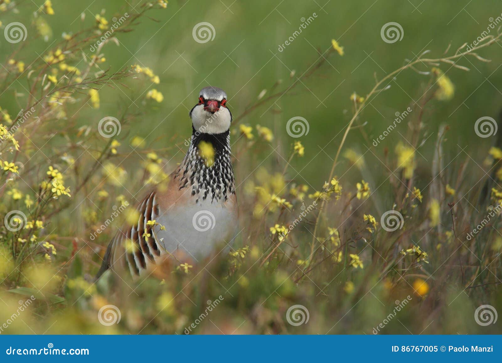 Patrijs met rode poten stock afbeelding. Image of vlucht - 86767005