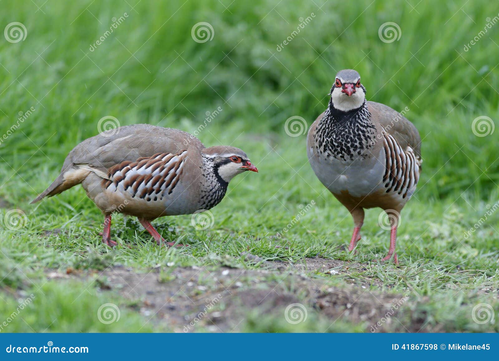 Patrijs Met Rode Poten, Alectoris-rufa Stock Foto - Image of vogel ...