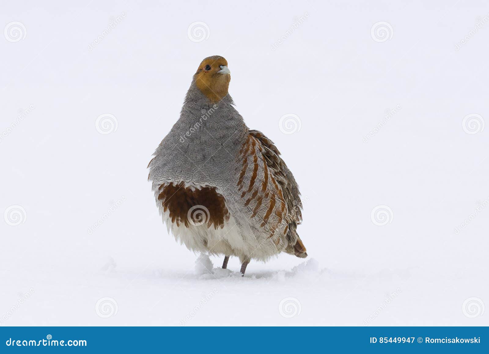 Patrijs Perdix Perdix - Een Mannetje Op Witte Sneeuw in De Winter Stock ...