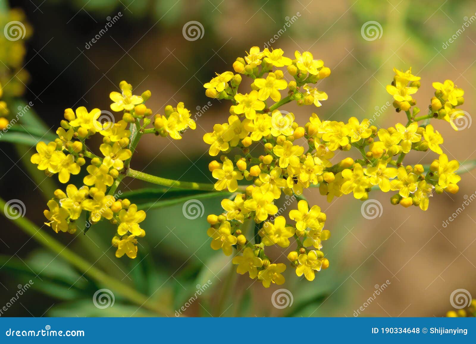 Patrinia rupestris stock photo. Image of rupestris, bloom - 190334648