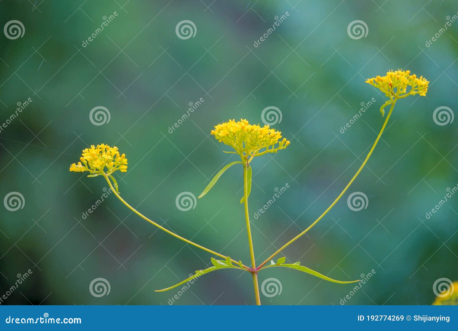 Patrinia rupestris stock image. Image of patrinia, rupestris - 192774269