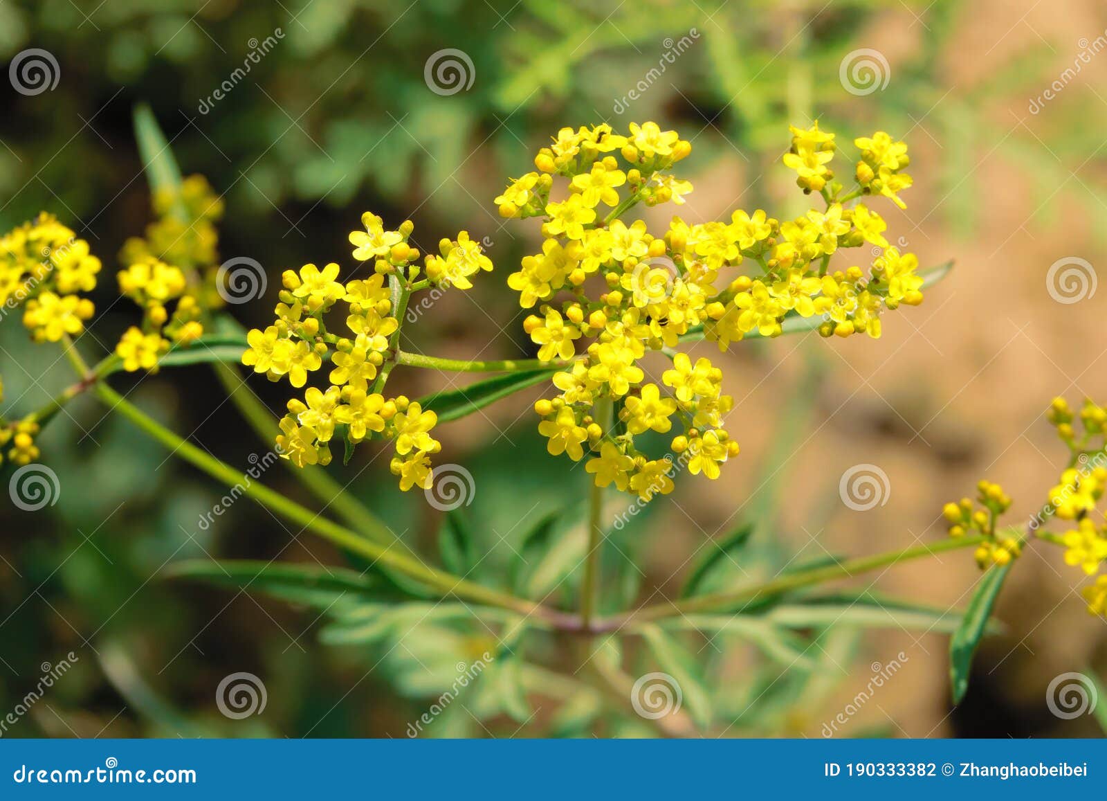 Patrinia rupestris foto de archivo. Imagen de flor, inflorescencia ...