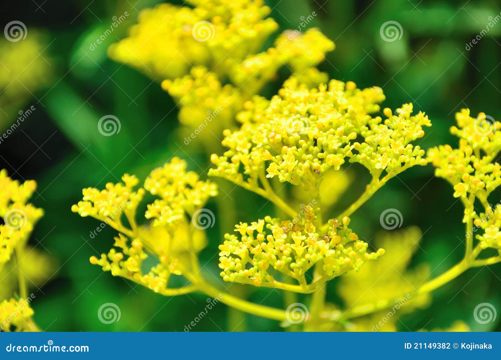 Patrinia scabiosifolia stock photo. Image of plant, flower - 21149382