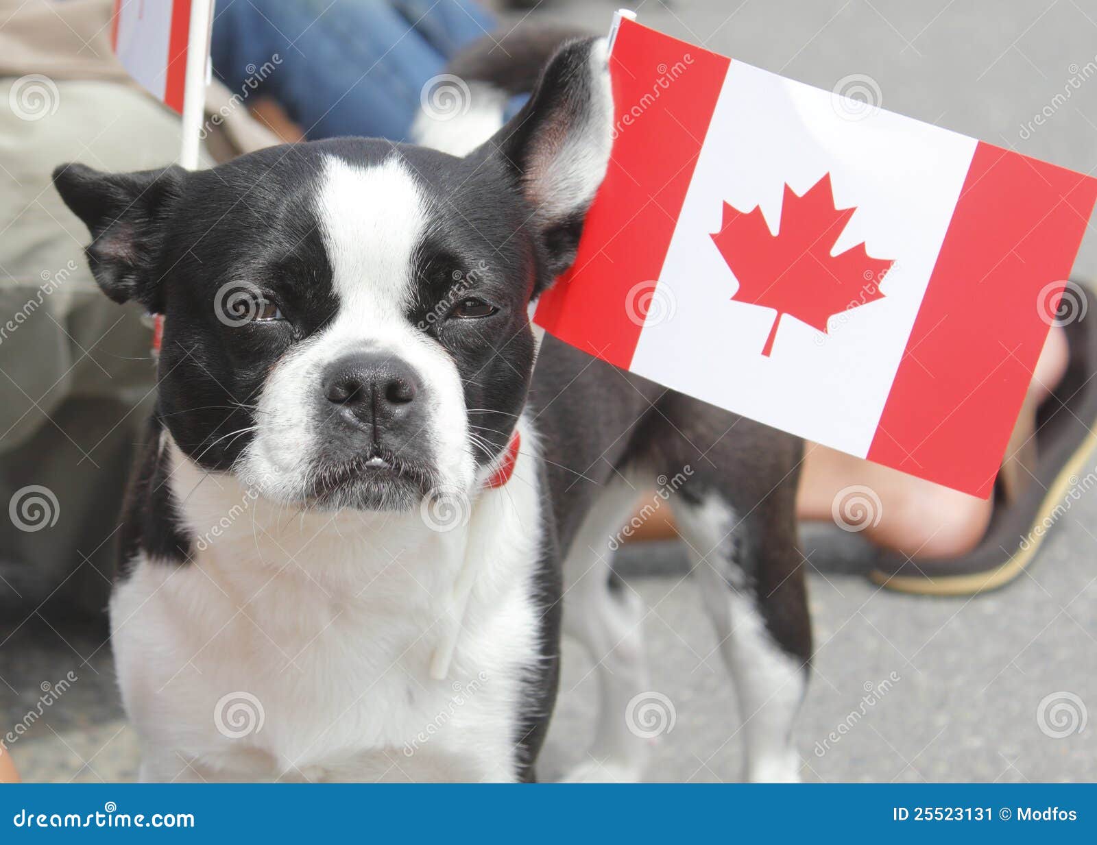 A Patriotic Canadian Boston Terrier Stock Image - Image of leaf, black ...