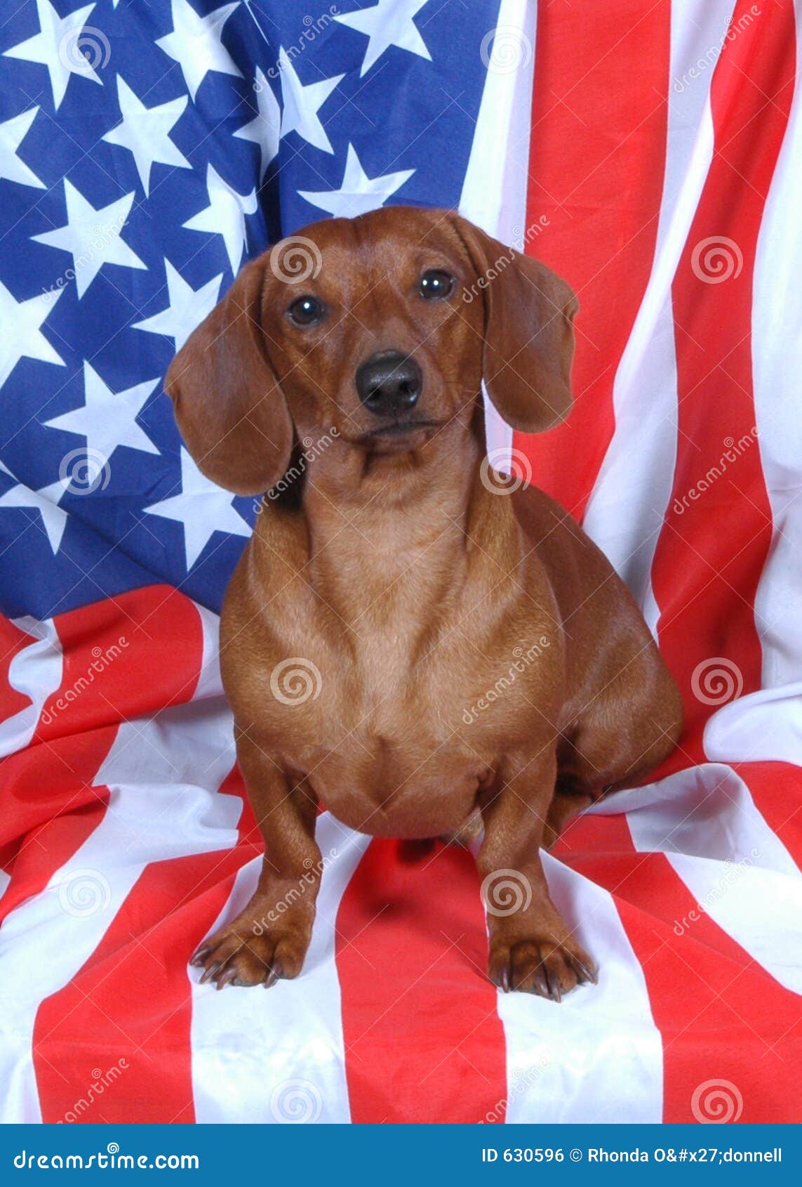 Patriotic Wiener Dog stock photo. Image of flag, canine - 630596