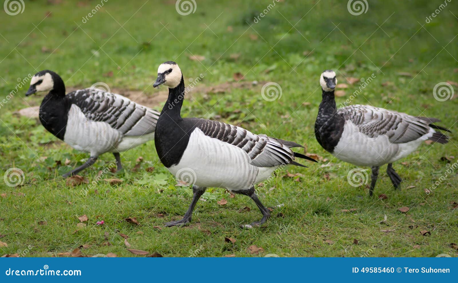 Geese Patrol Stock Photos - Free & Royalty-Free Stock Photos from ...
