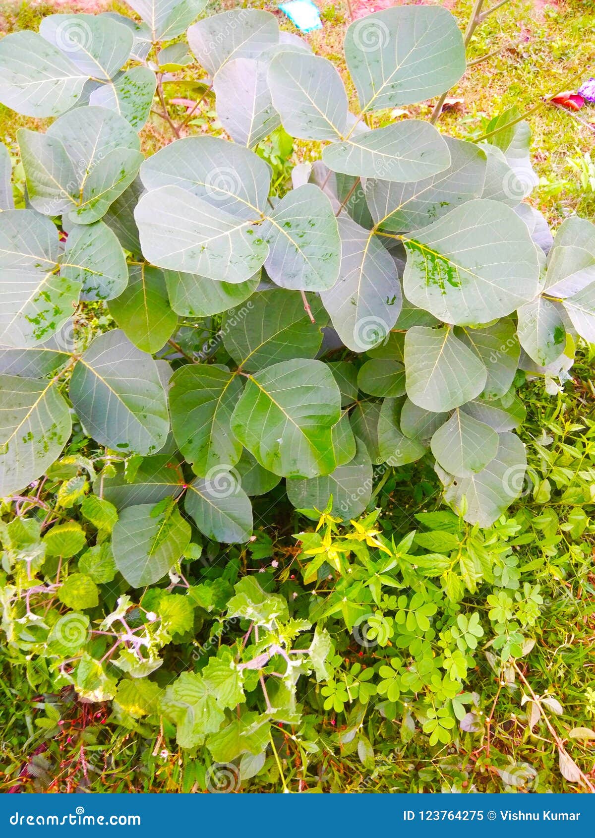 Pattal Stock Photos - Free & Royalty-Free Stock Photos from Dreamstime