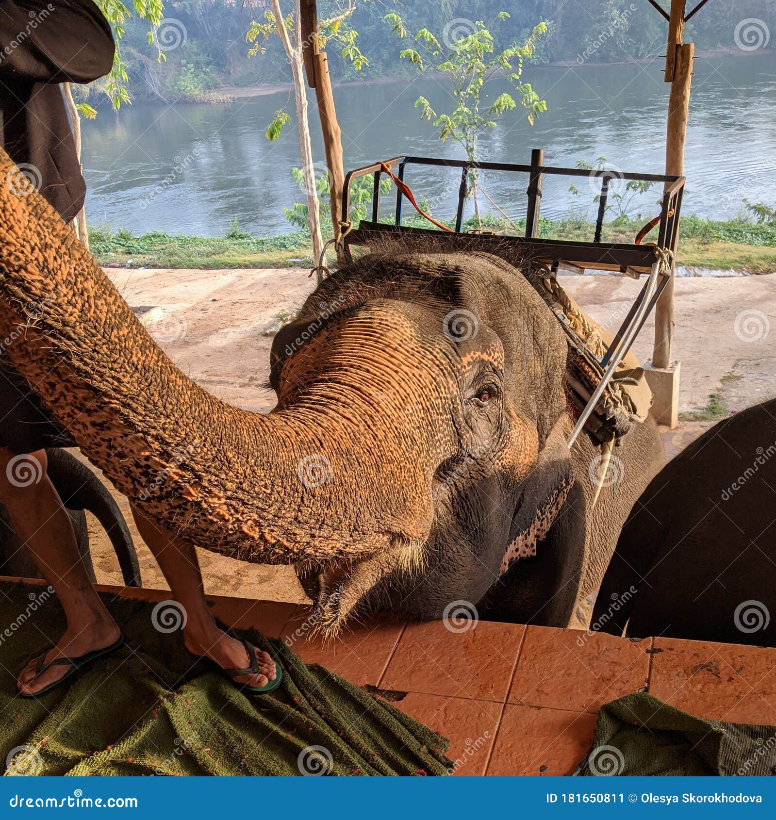 Pattaya, Thailand, Elephant Farm Stock Image - Image of farm, elephant ...