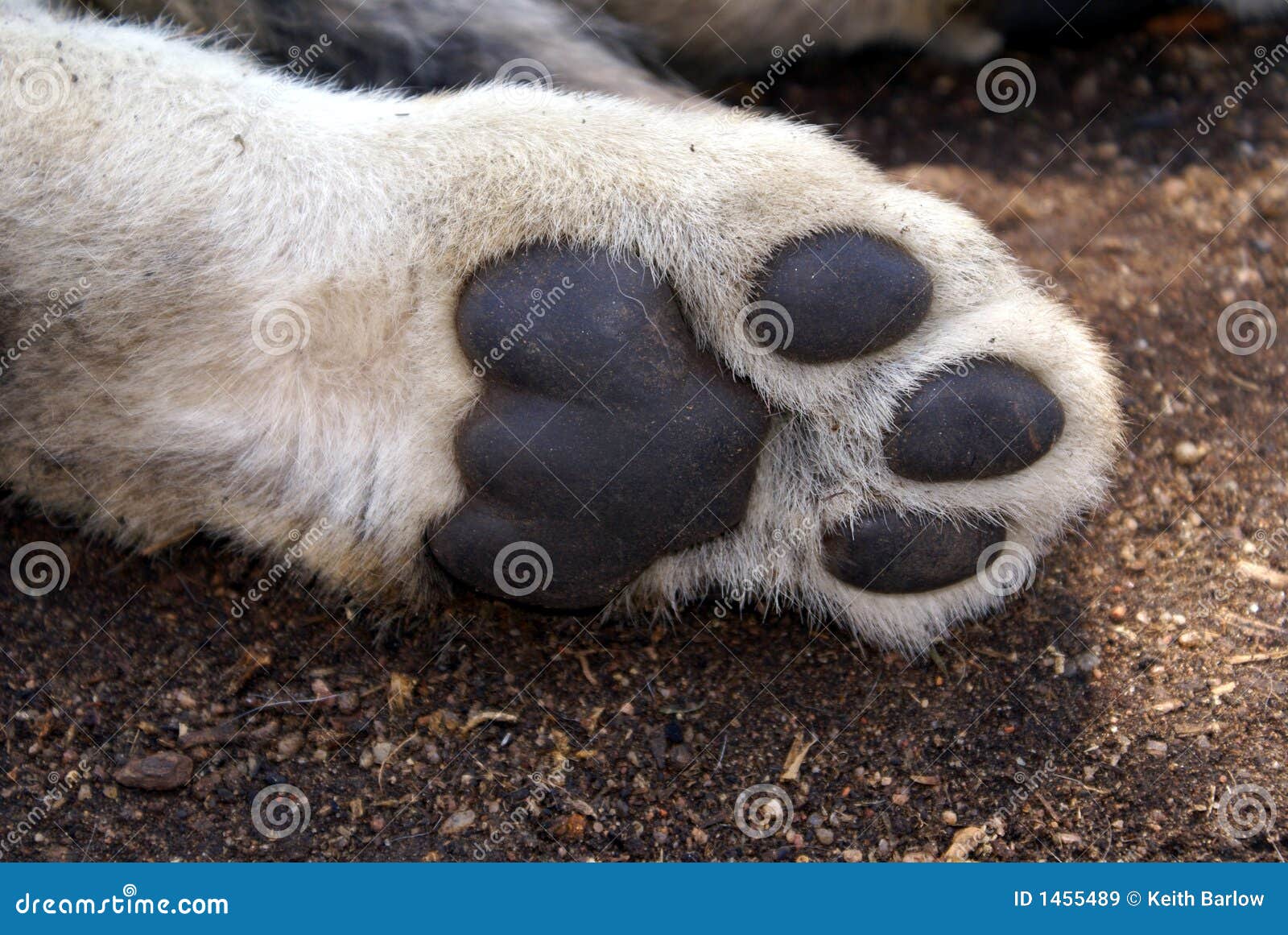 Patte d'animal de lion image stock. Image du prédateur - 1455489