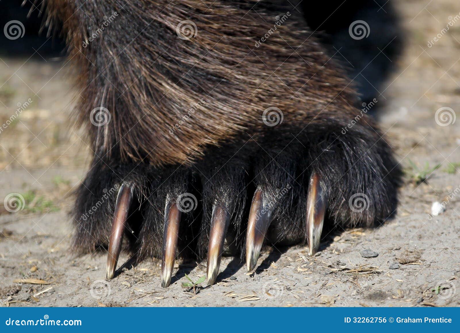 Patte D'ours De Brown/griffes Photo stock - Image du alaska, amérique ...
