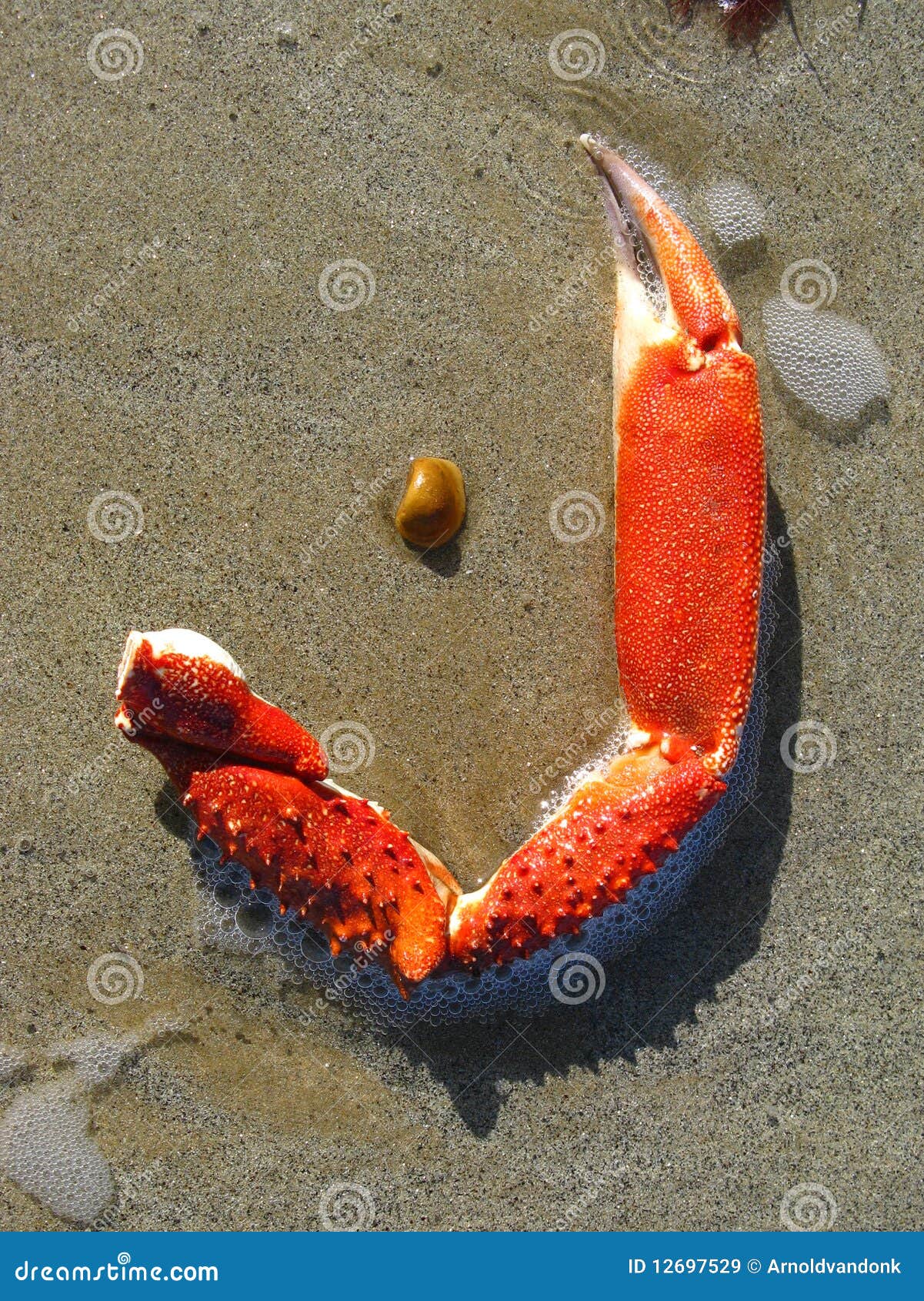 Patte d'un crabe image stock. Image du patte, humide - 12697529