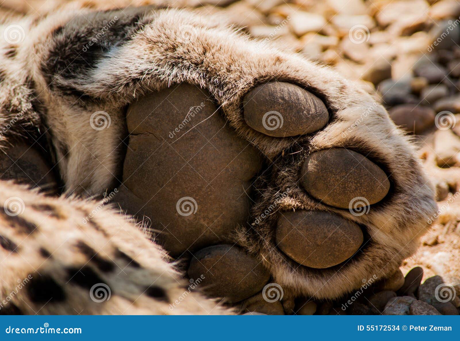 Patte de léopard photo stock. Image du chats, doux, nature - 55172534