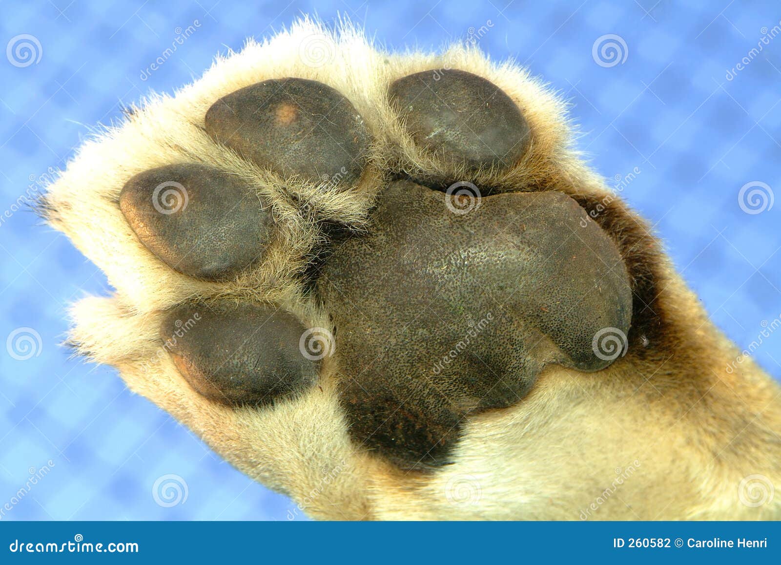 Patte de lion photo stock. Image du chat, lion, afrique - 260582