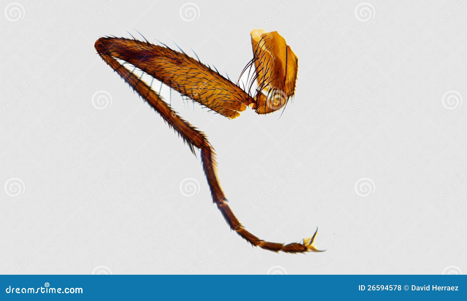 Patte De Mouche Sous Le Microscope Photo stock - Image du insecte ...