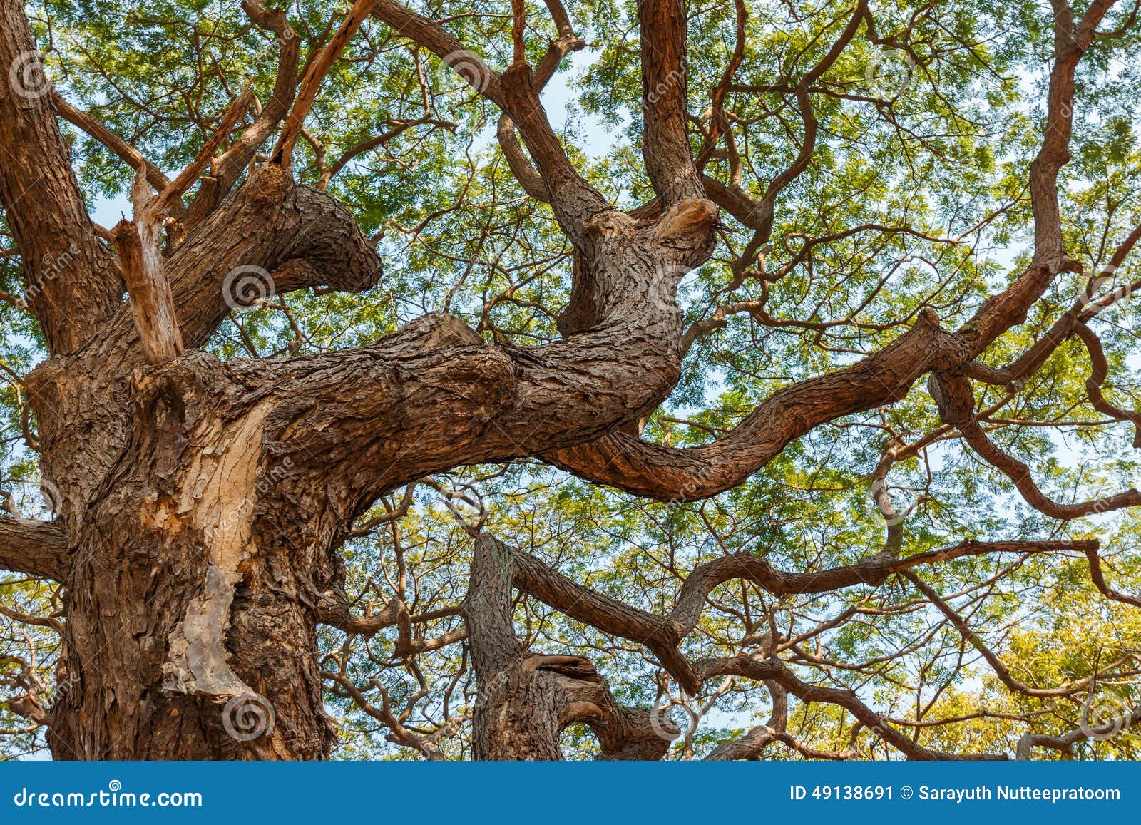 Patten of Branch Big Samanea Saman Tree Stock Image - Image of ...