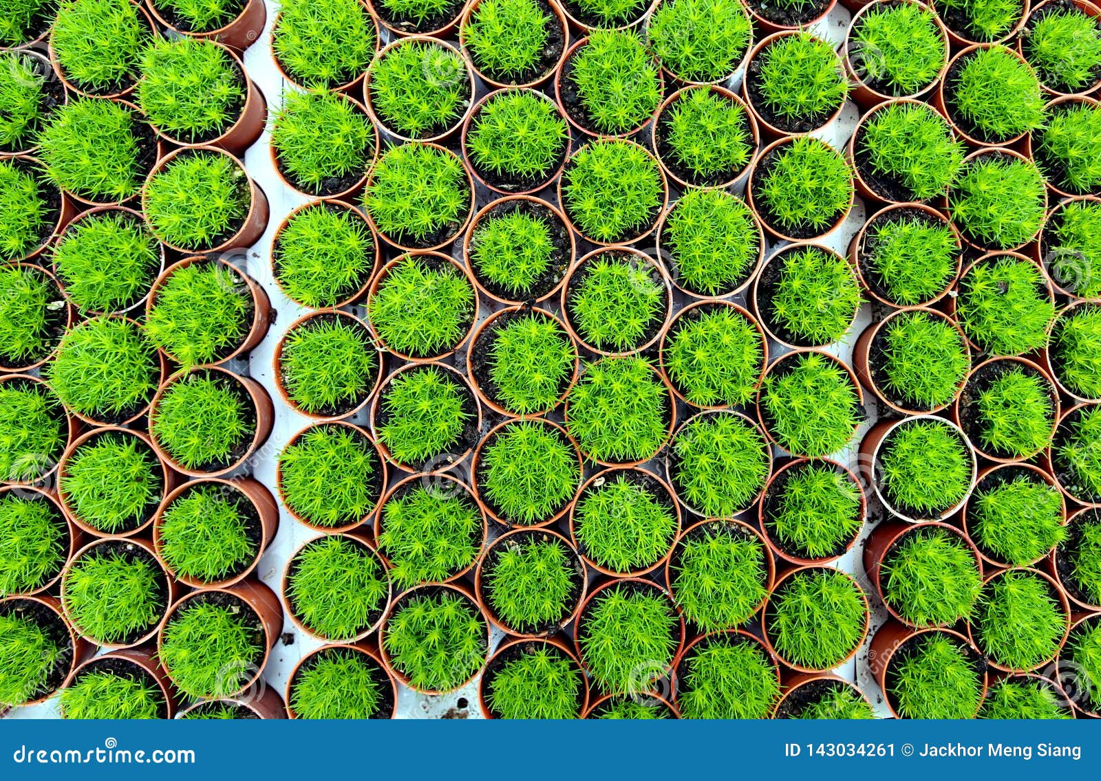 Patten Texture of Small Cactus Plant Stock Image - Image of pattern ...