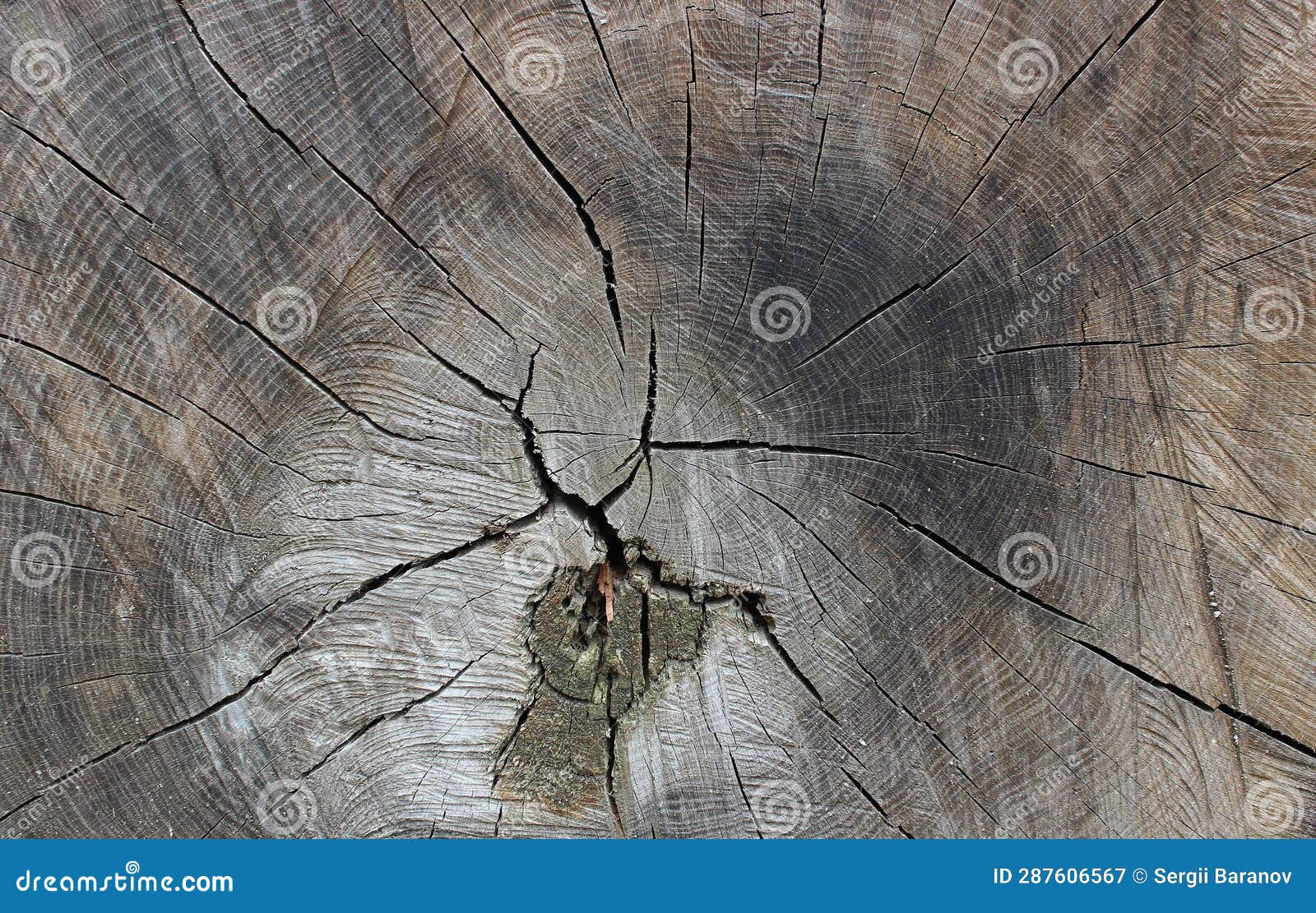 Growth Rings and Cracks on an Old Oak Log Texture Background Stock ...