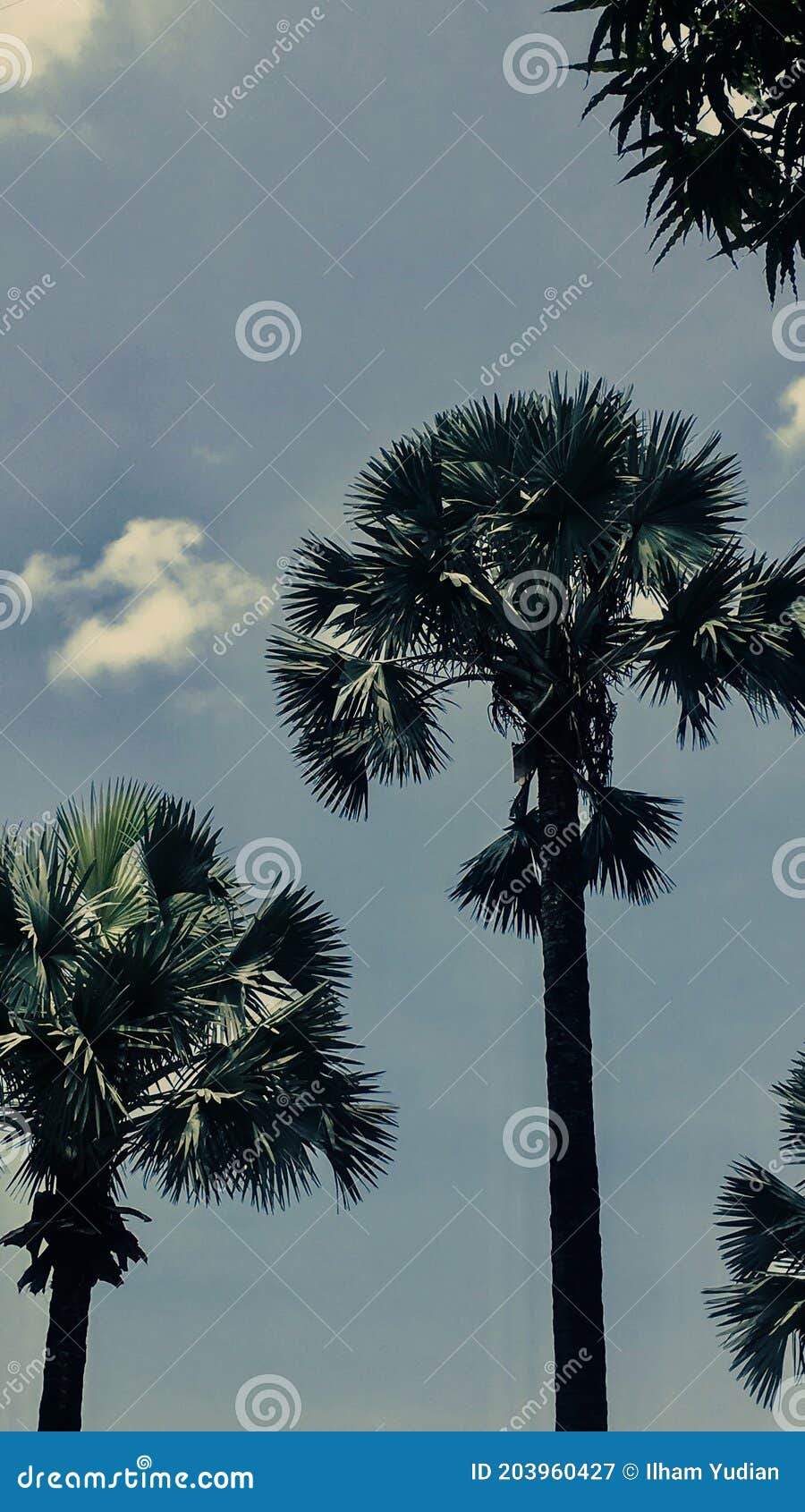 Pattern of Asian Palmyra Palm Trees in Jakarta Stock Image - Image of ...