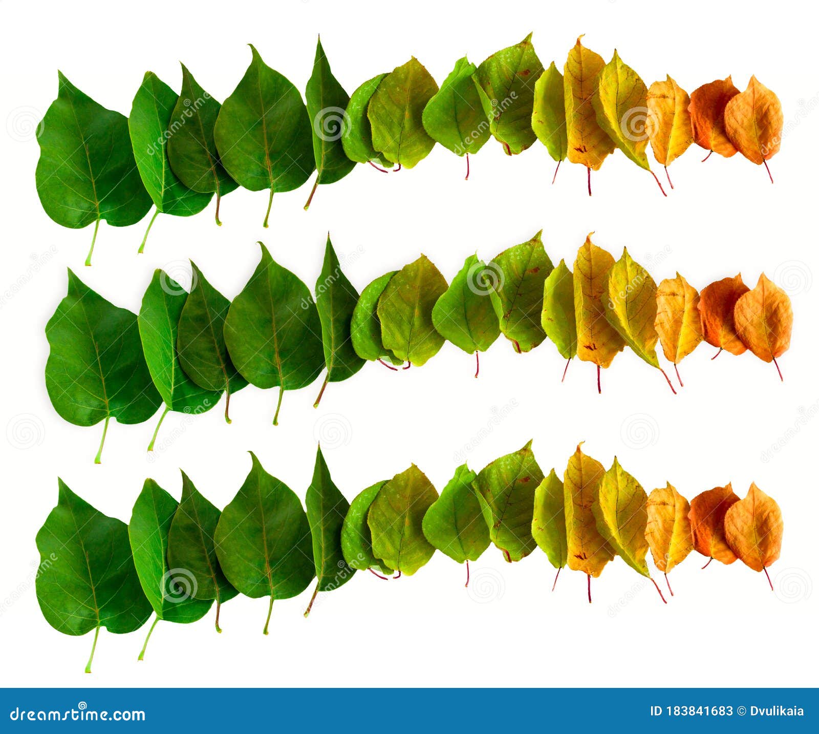 Pattern of Autumn Leaves Gradient Isolated on a White Background Stock ...