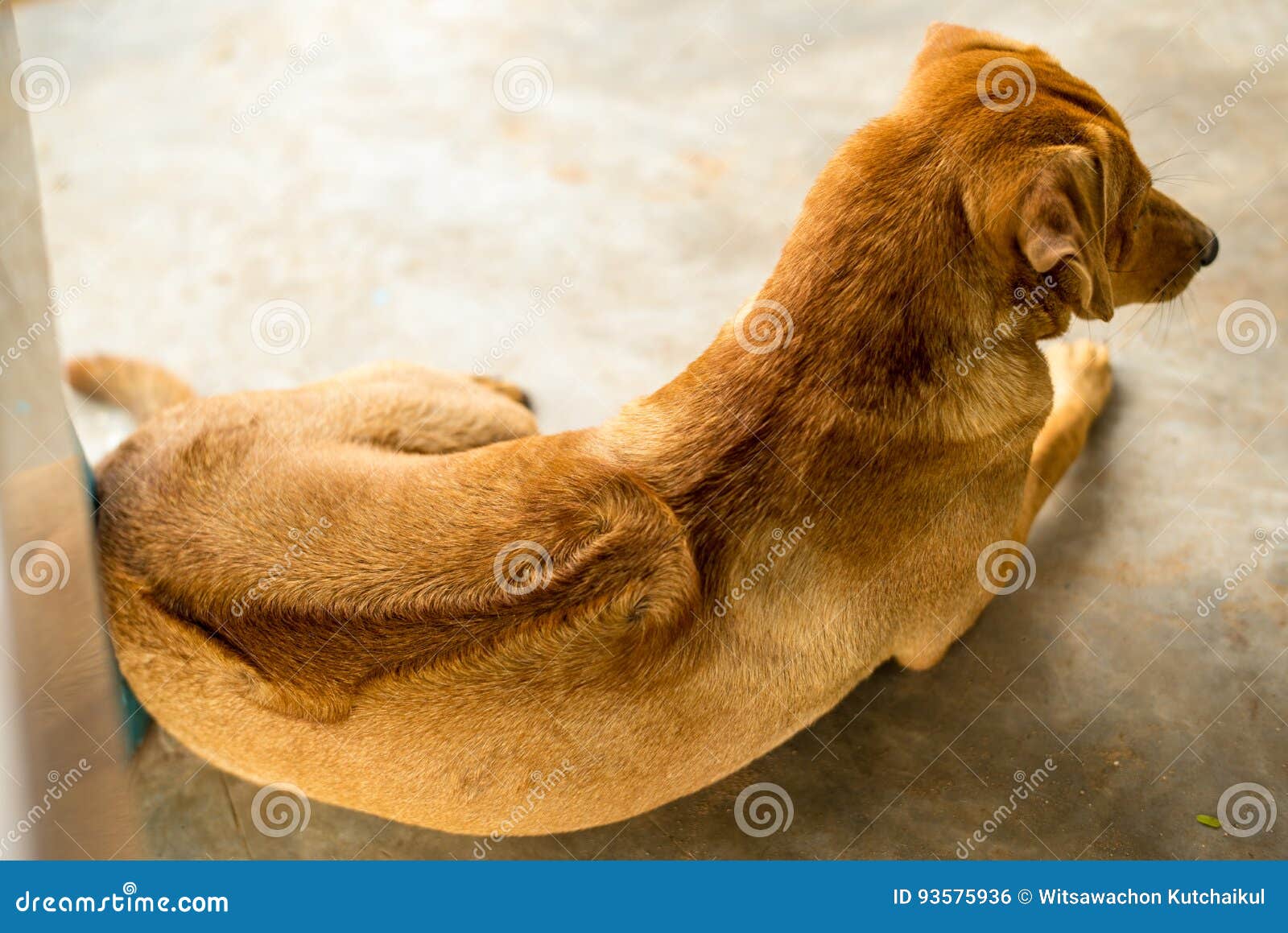 Pattern on the Back of the Dog Stock Photo - Image of furry, brown ...