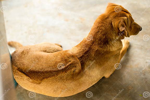 Pattern on the Back of the Dog Stock Photo - Image of furry, brown ...