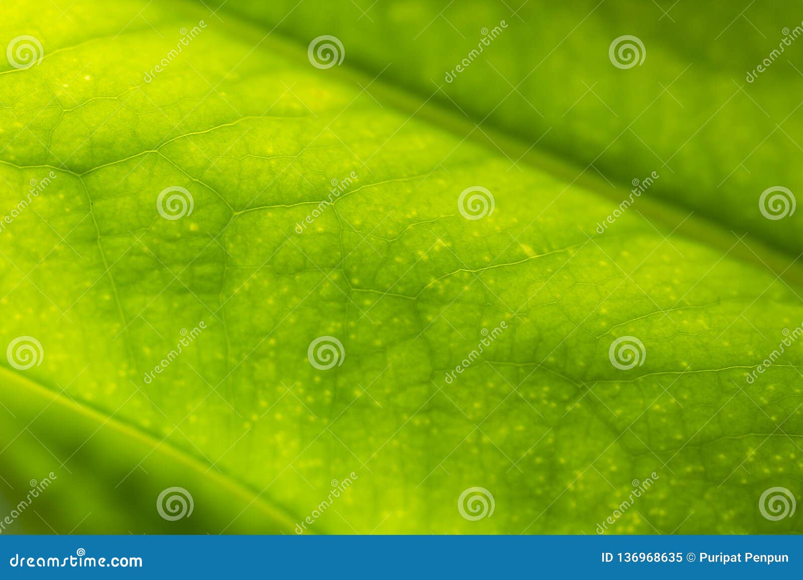The Pattern on the Back of Green Leaves Stock Image - Image of leaves ...