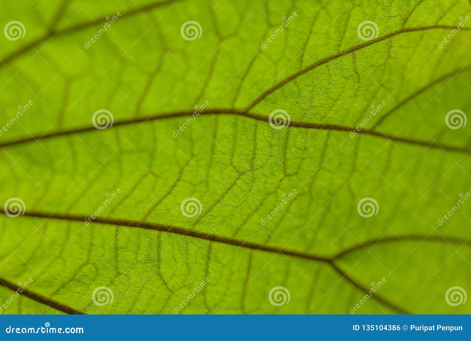 Pattern on the Back of Leaves Stock Photo - Image of lines, organic ...