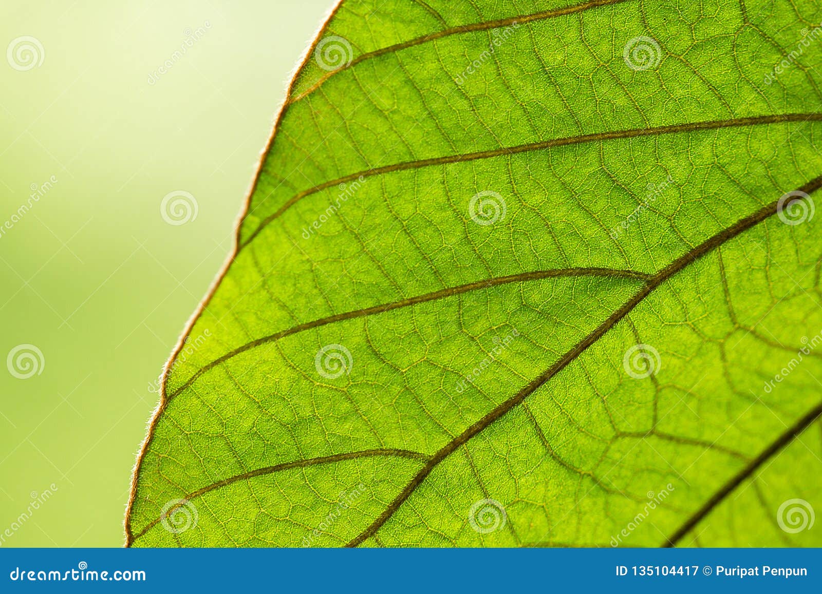 Pattern on the Back of Leaves Stock Image - Image of foliage, organic ...