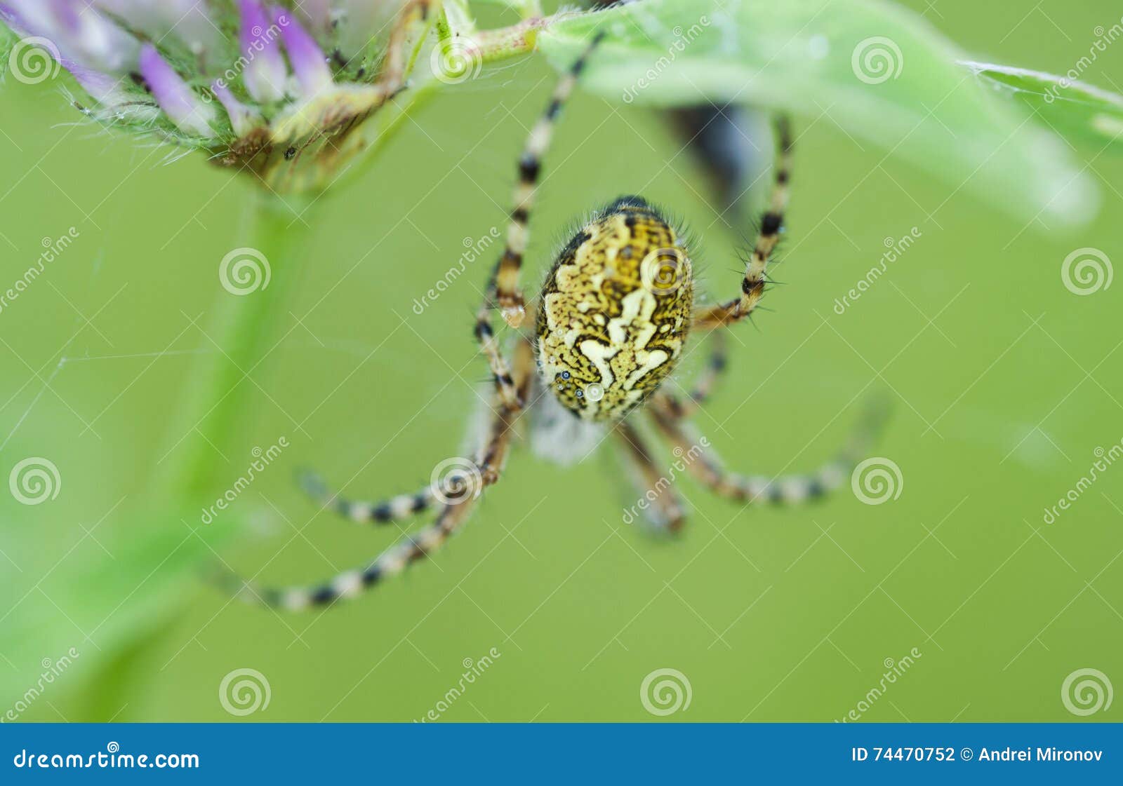The Pattern on the Back of the Spider Stock Photo - Image of green ...