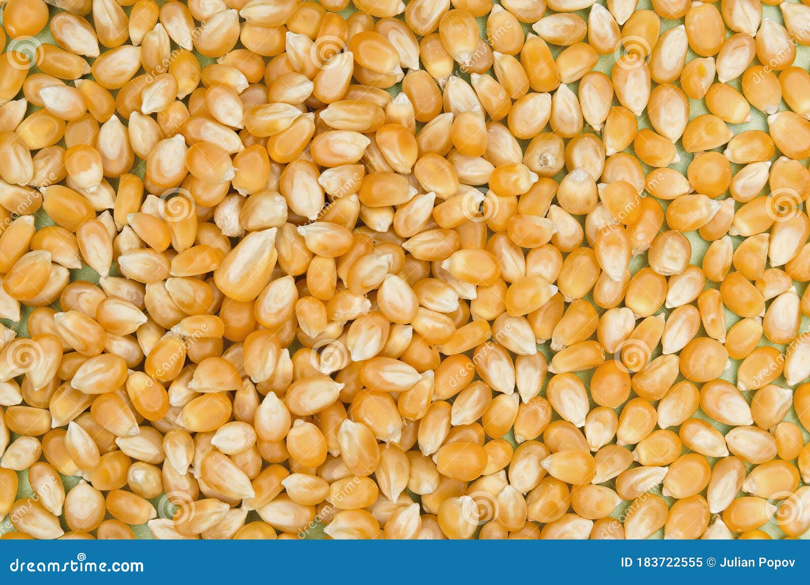 Corn Texture. Yellow Corns As Background. Maize Grains Texture ...