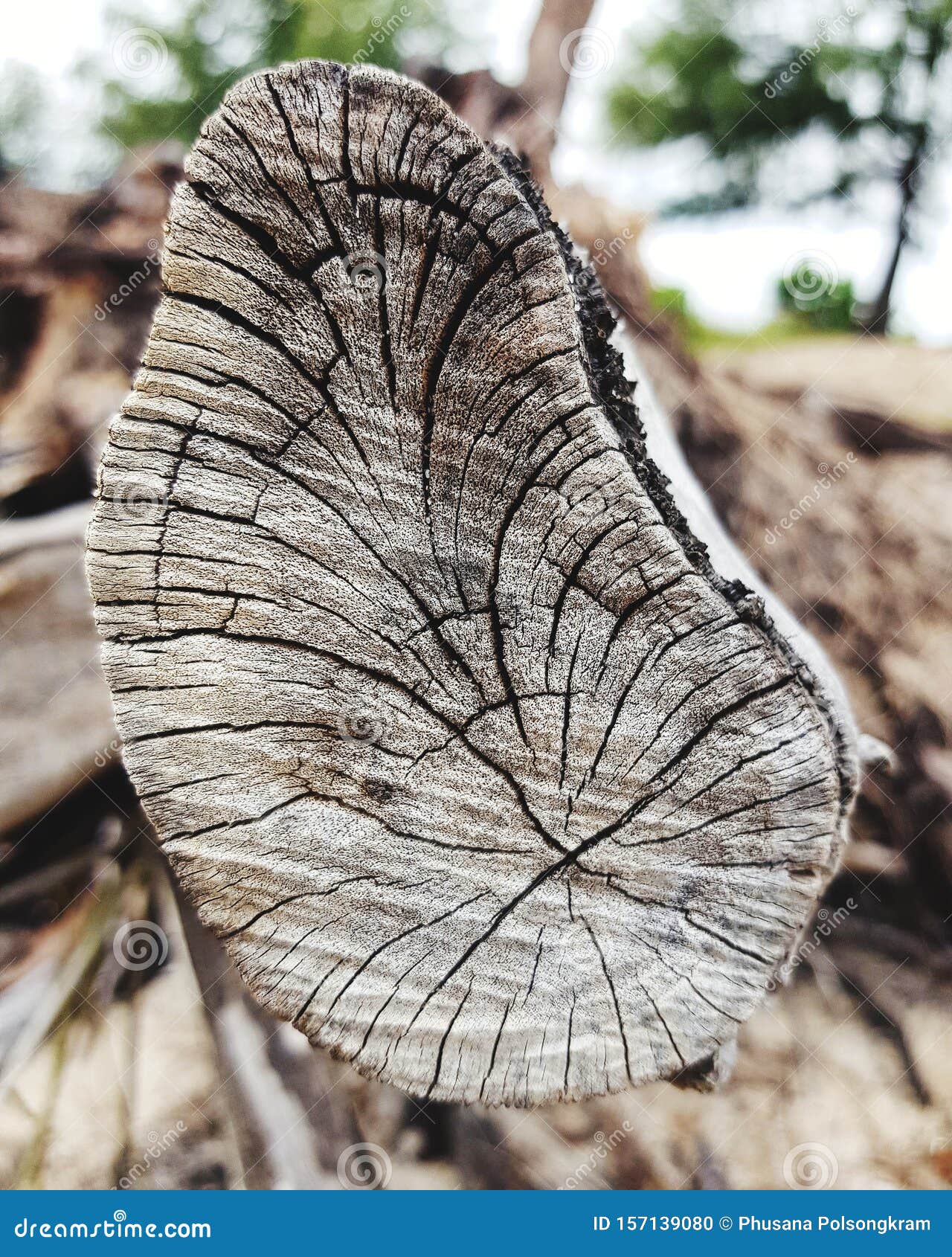 Pattern and Background on Tree Root Stock Photo - Image of nature ...