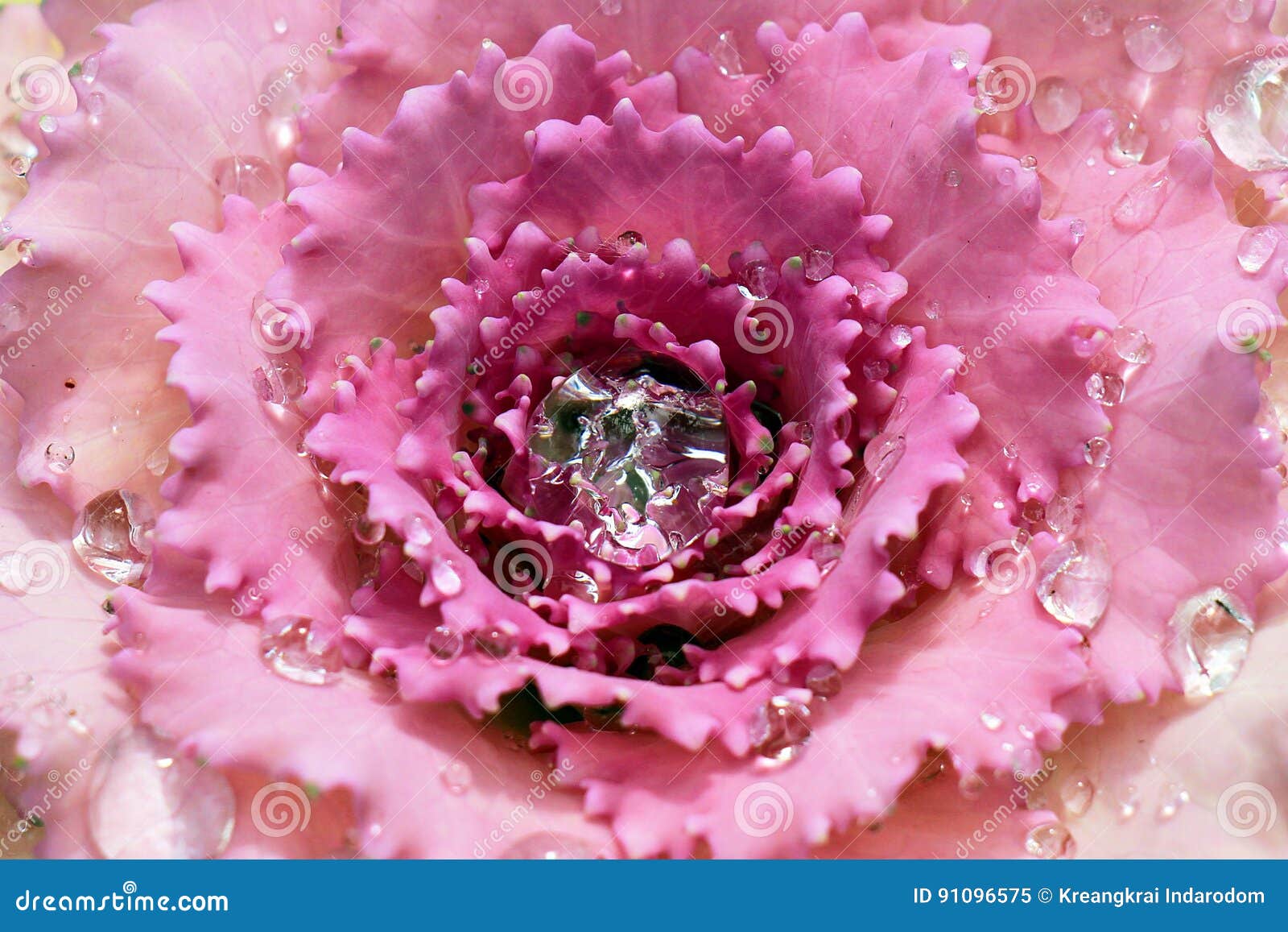 Pattern and Background. Water Drops on Pink Flowers. Stock Image ...