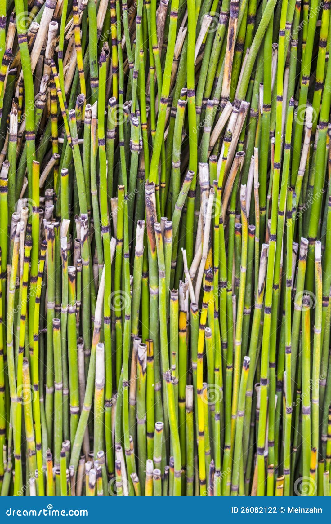 Pattern of bamboo plant stock photo. Image of fresh, background - 26082122