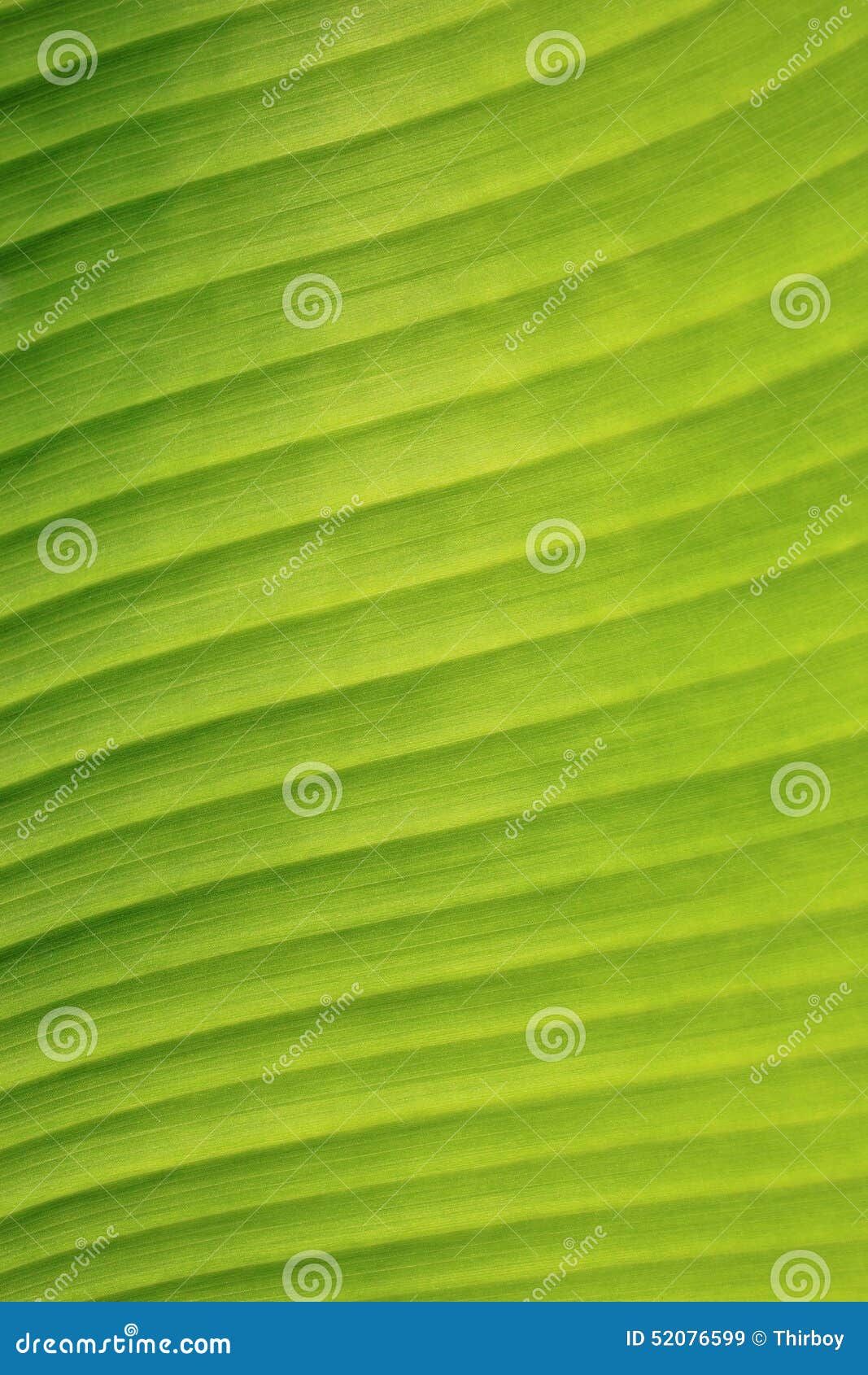 Pattern of Banana Leaf from Banana Tree Stock Image - Image of ...