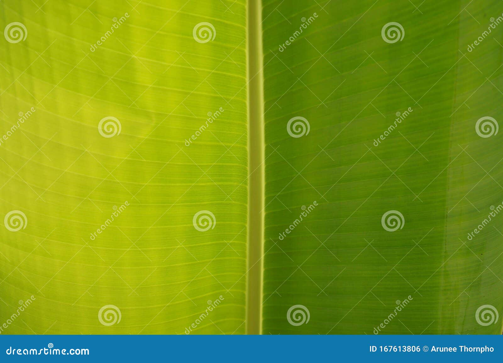 Pattern of Banana Leaf is Pinnately Parallel Venation in Botanical ...
